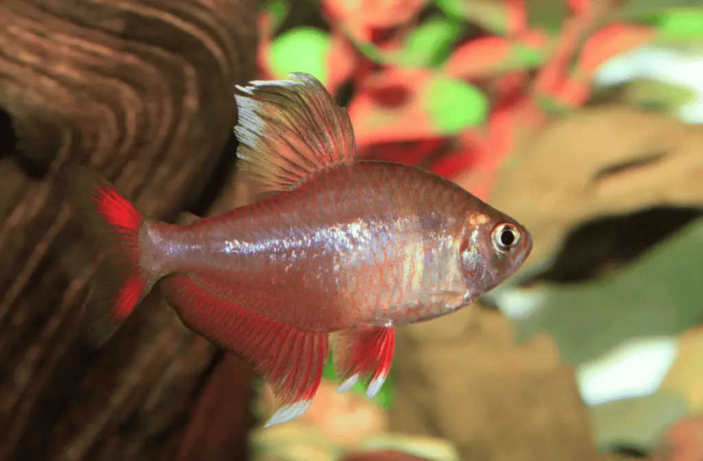 Overview of Red Tetras: Essential Care and Habitat Guide - Memfish dot net