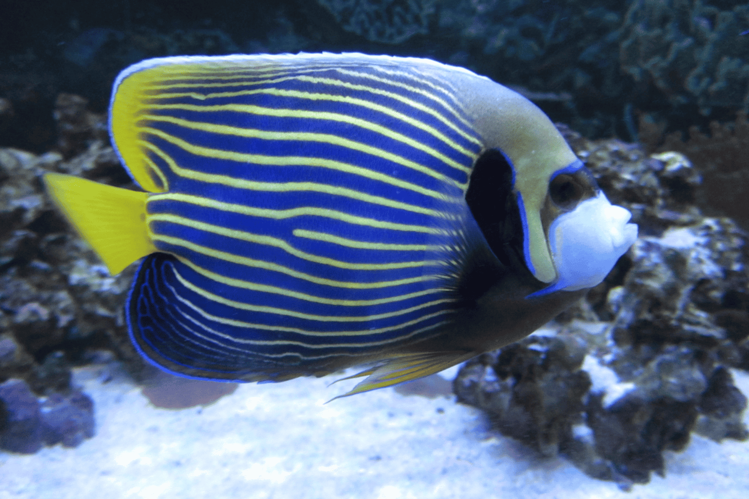 Emperor Angelfish: Fascinating Facts and Expert Care Tips - Memfish dot net