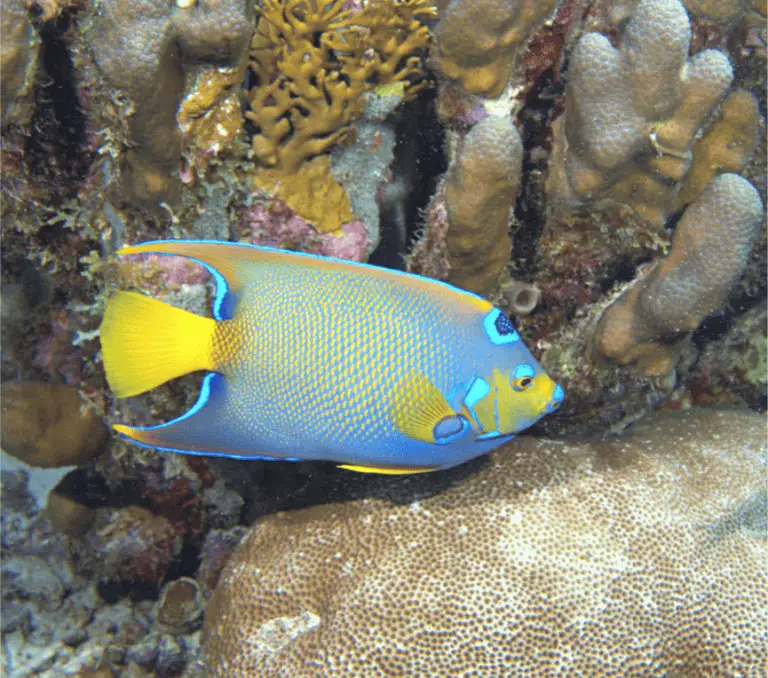 Queen Angelfish: A Comprehensive Guide to Care and Habitat - Memfish ...