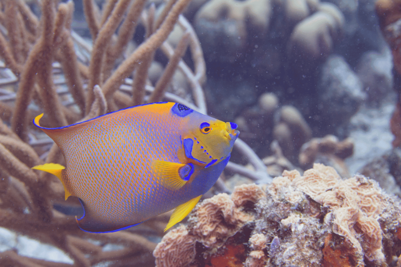 Queen Angelfish: A Comprehensive Guide to Care and Habitat - Memfish ...