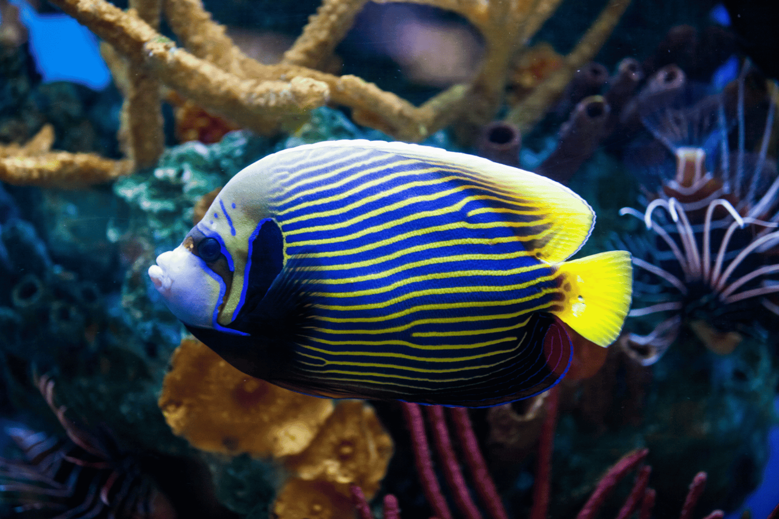 Saltwater Angelfish: A Comprehensive Guide for Aquarium Enthusiasts ...