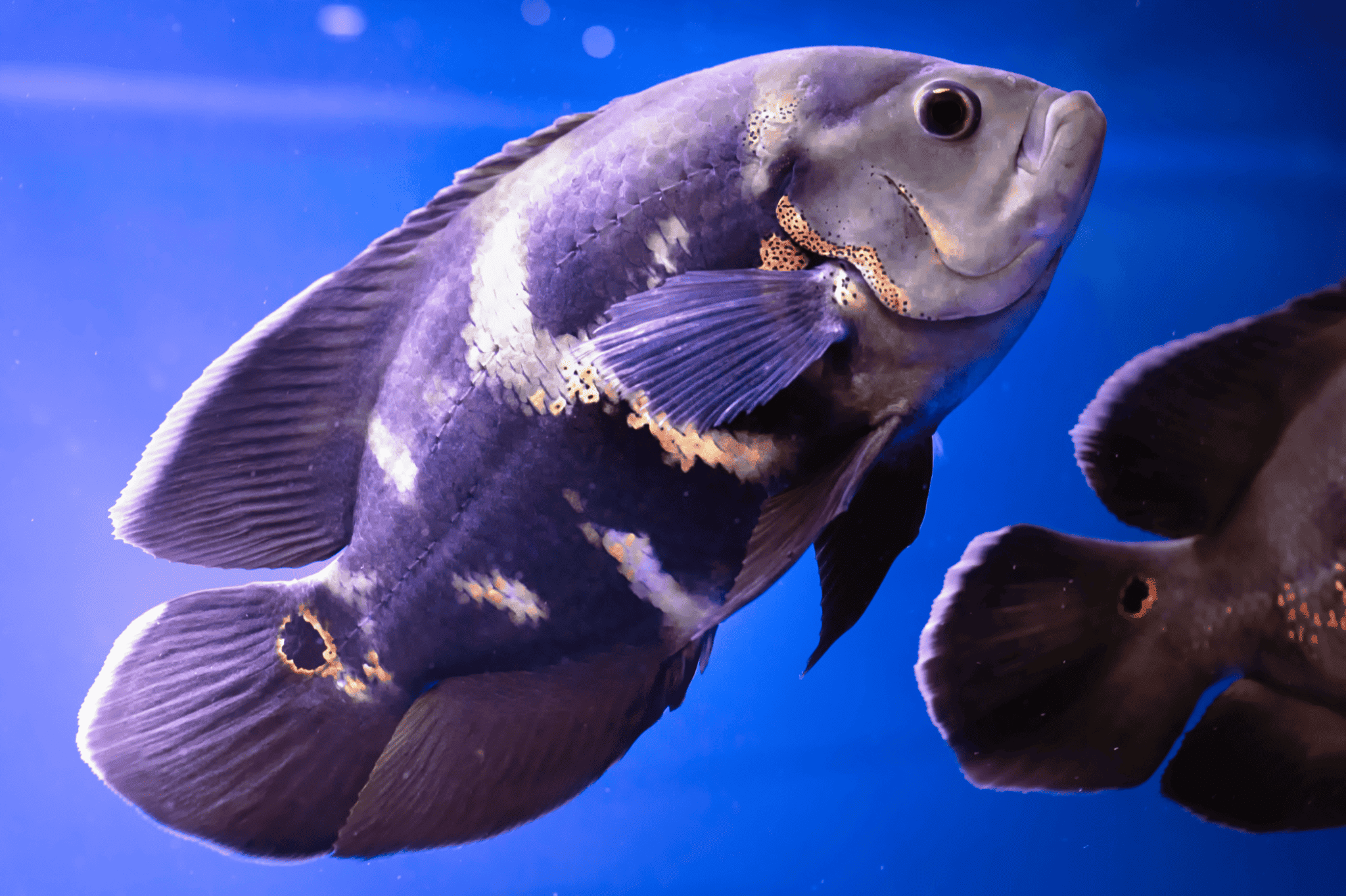Overview of Blue Oscar Fish: Care, Habitat, and Behavior Insights ...
