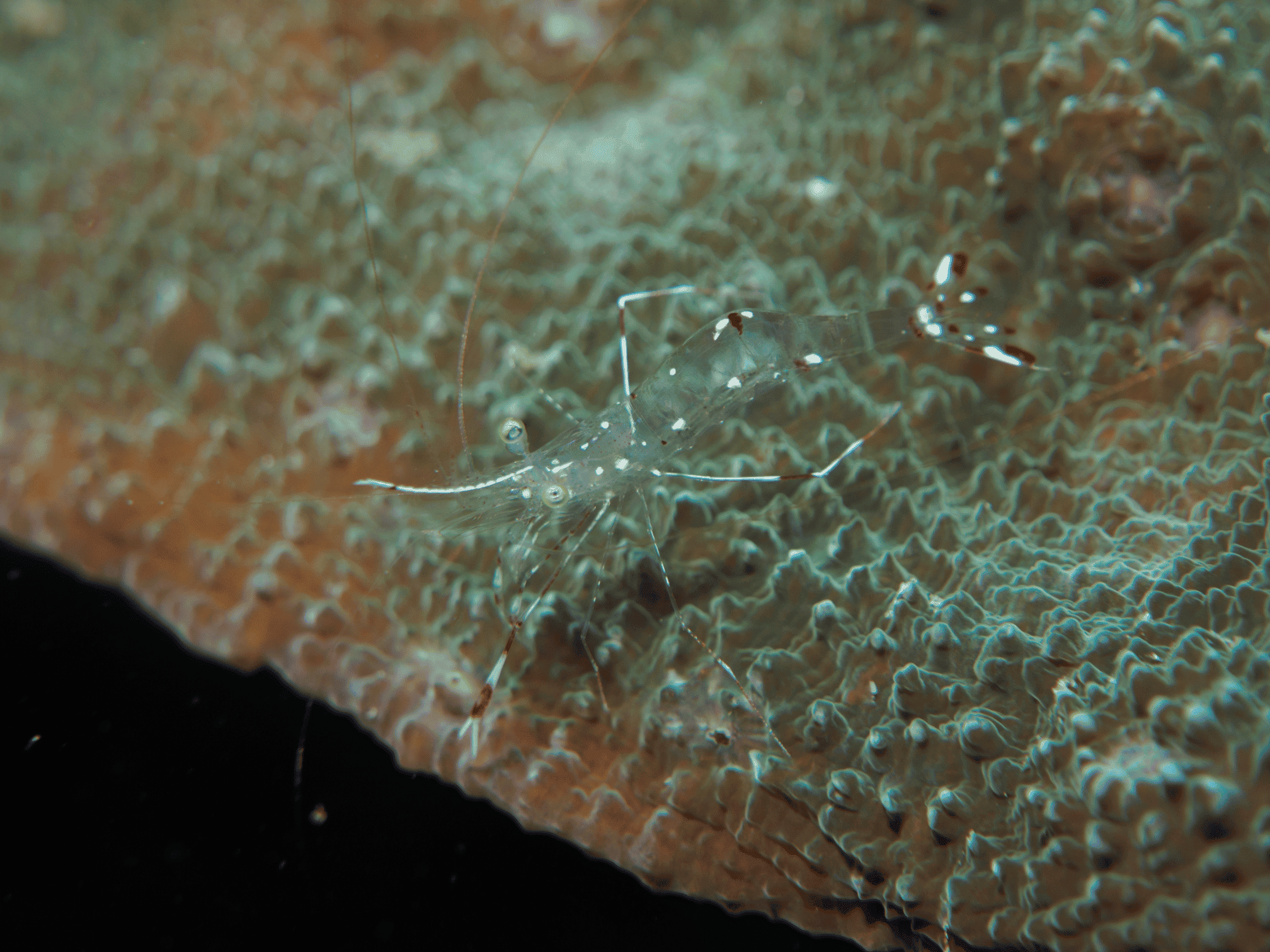 Overview of Ghost Shrimp: Care, Habitat, and Lifespan Essentials ...