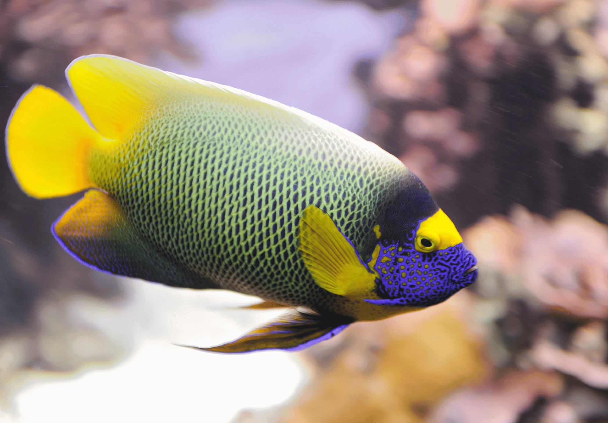 Overview of Masked Angelfish - Memfish dot net